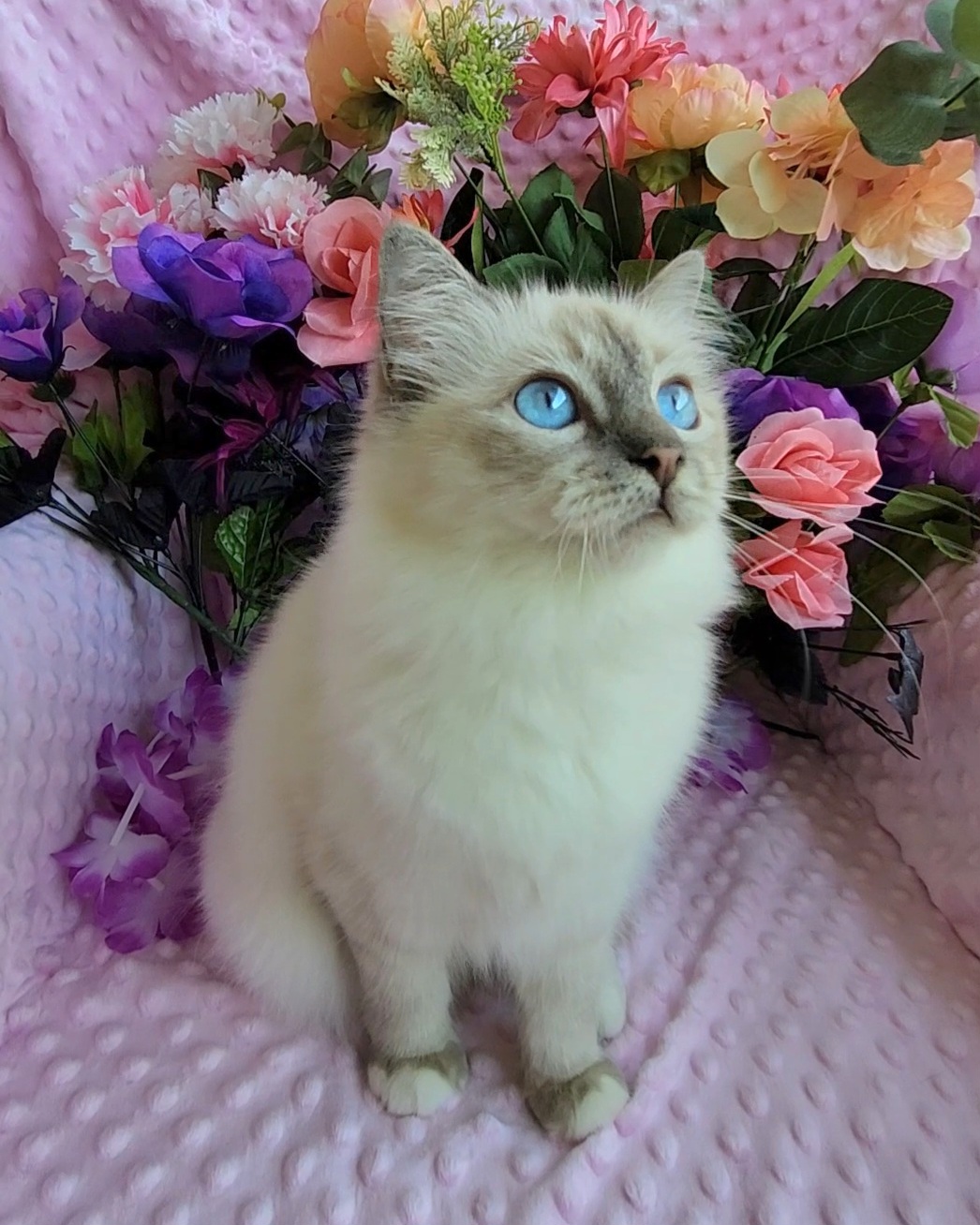 Available Birman kittens - Deambarino Birman and Norwegian Forest cats ...