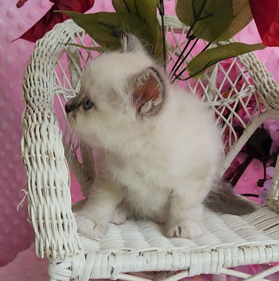 Available Birman kittens - Deambarino Birman and Norwegian Forest cats ...