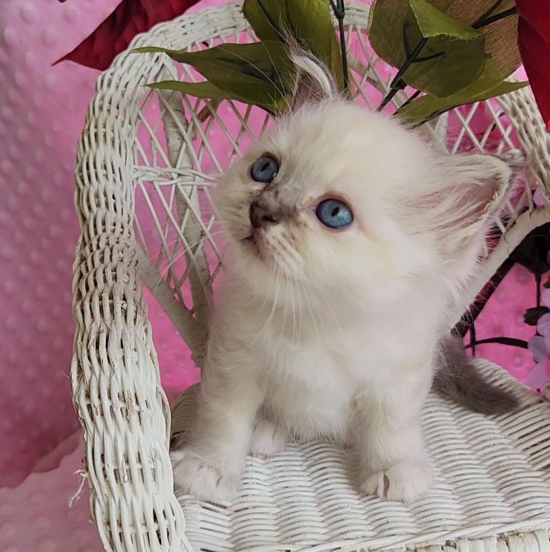 Available Birman kittens - Deambarino Birman and Norwegian Forest cats ...