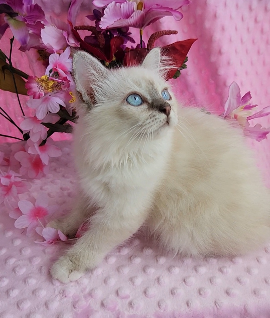 Available Birman kittens - Deambarino Birman and Norwegian Forest cats ...