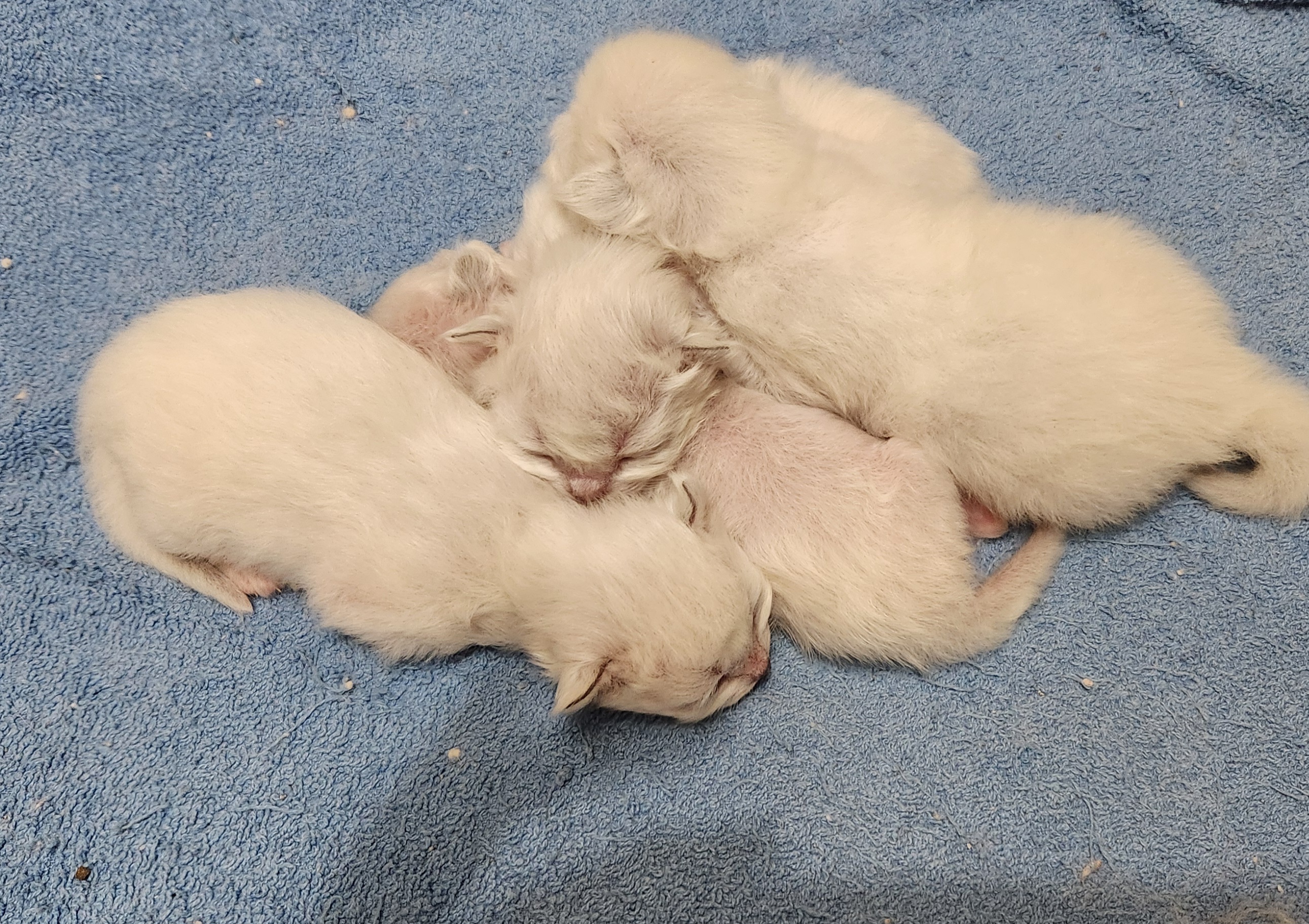 Available Birman kittens - Deambarino Birman and Norwegian Forest cats ...